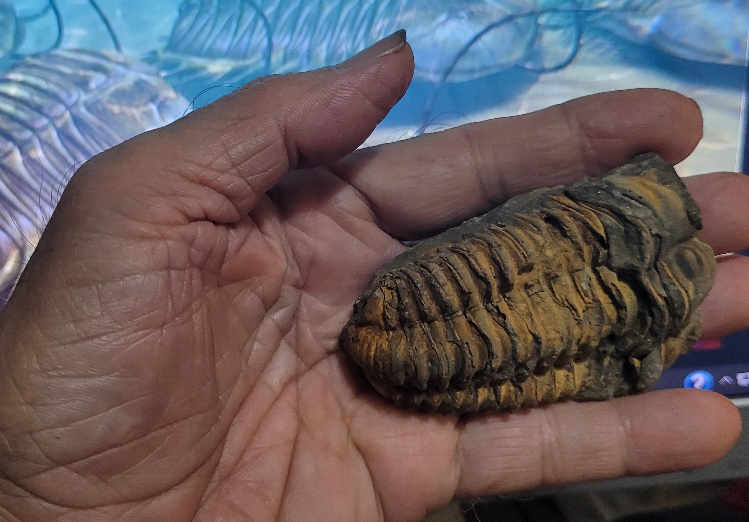 Family and Fossils: Million-year-old gifts from my wife and sisters